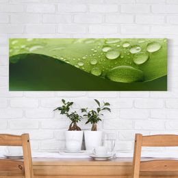 Bilderwelten Leinwandbild - Panorama Drops of Nature
