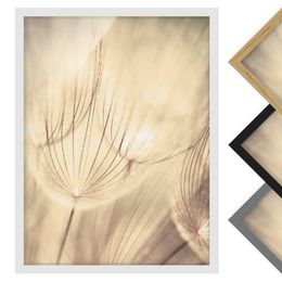 Bilderwelten Bild mit Rahmen - Hochformat Pusteblumen Nahaufnahme in wohnlicher Sepia T&ouml;nung