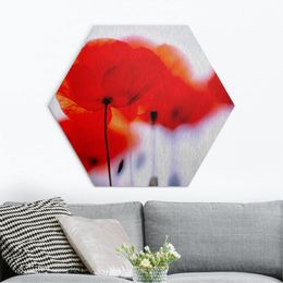 Bilderwelten Alu-Dibond Bild Hexagon Blumen rot modern - Magic Poppies - Mohn Wohnzimmer Schlafzimmer