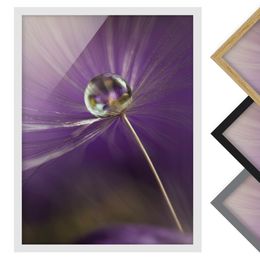 Bilderwelten Bild mit Rahmen - Hochformat Pusteblume in Violett