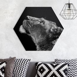 Bilderwelten Alu-Dibond Bild Hexagon Tiere schwarz weiss Motiv - Portrait einer L&ouml;win - L&ouml;we Wohnzimmer Schlafzimmer