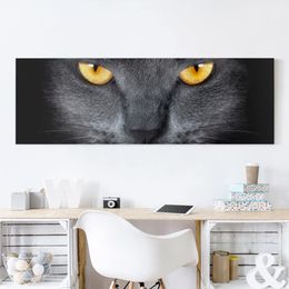 Bilderwelten Leinwandbild - Panorama Cats Gaze