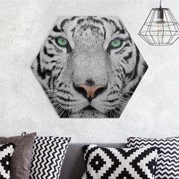 Bilderwelten Alu-Dibond Bild Hexagon Tiere schwarz weiss modern - Wei&szlig;er Tiger - Tiger Wohnzimmer Schlafzimmer