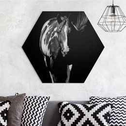 Bilderwelten Alu-Dibond Bild Hexagon Tiere schwarz weiss Motiv - Pferd vor Schwarz - Pferde Wohnzimmer Schlafzimmer