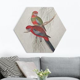 Bilderwelten Alu-Dibond Bild Hexagon Tiere beige Vintage - Tropische Papageien III - Retro Wohnzimmer Schlafzimmer