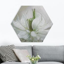 Bilderwelten Alu-Dibond Bild Hexagon Blumen weiss Landhaus - Wei&szlig;e Nigella - Deko Wohnzimmer Schlafzimmer
