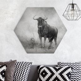 Bilderwelten Alu-Dibond Bild Hexagon Tiere schwarz weiss modern - Staring Wildebeest - Deko Wohnzimmer Schlafzimmer