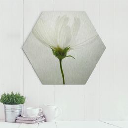Bilderwelten Alu-Dibond Bild Hexagon Blumen weiss Motiv - Wei&szlig;e Cosmea - Deko Wohnzimmer Schlafzimmer