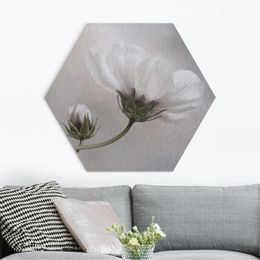 Bilderwelten Alu-Dibond Bild Hexagon Blumen beige Motiv - Simply Cosmos - Deko Wohnzimmer Schlafzimmer