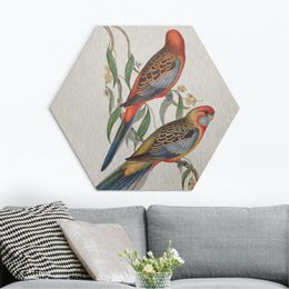 Bilderwelten Alu-Dibond Bild Hexagon Tiere beige Vintage - Tropische Papageien II - Retro Wohnzimmer Schlafzimmer