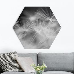 Bilderwelten Alu-Dibond Bild Hexagon Blumen schwarz weiss Motiv - Bewegte Pusteblumen Nahaufnahme auf schwarzem Hintergrund - Pusteblume Wohnzimmer Schlafzimmer