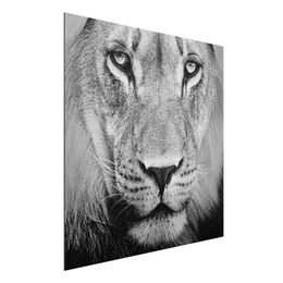Bilderwelten Alu Dibond Outdoor Bild Tiere schwarz weiss Motiv wetterfest - Alter L&ouml;we - L&ouml;we Wohnzimmer Schlafzimmer