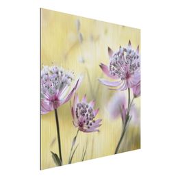Bilderwelten Alu Dibond Outdoor Bild Blumen violett Landhaus wetterfest - Astrantia Major - Deko Wohnzimmer Schlafzimmer