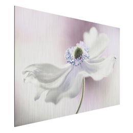 Bilderwelten Alu Dibond Outdoor Bild Blumen weiss modern wetterfest - Anemonenbrise - Deko Wohnzimmer Schlafzimmer