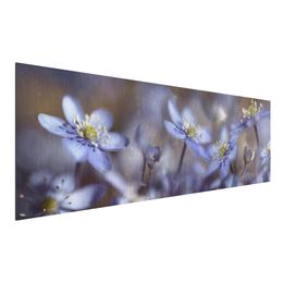 Bilderwelten Alu Dibond Outdoor Bild Blumen blau Motiv wetterfest - Anemonen in Blau - Deko Wohnzimmer Schlafzimmer