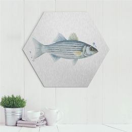 Bilderwelten Alu-Dibond Bild Hexagon Tiere weiss modern Aquarell - Farbfang - Wei&szlig;barsch - Fische K&uuml;che