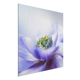 Bilderwelten Alu Dibond Outdoor Bild Blumen violett modern wetterfest - Anemone De Caen - Deko Wohnzimmer Schlafzimmer