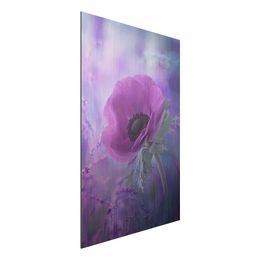 Alu-Dibond Blumen Anemonenbl&uuml;te in Violett