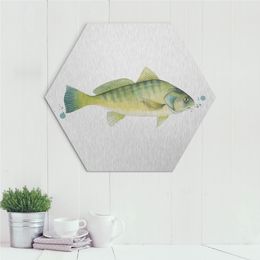 Bilderwelten Alu-Dibond Bild Hexagon Tiere weiss modern Aquarell - Farbfang - Flussbarsch - Fische K&uuml;che