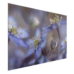 Bilderwelten Alu Dibond Outdoor Bild Blumen blau Motiv wetterfest - Anemonen in Blau - Deko Wohnzimmer Schlafzimmer