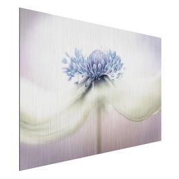 Bilderwelten Alu Dibond Outdoor Bild Blumen weiss Motiv wetterfest - Anemone in Violett - Deko Wohnzimmer Schlafzimmer