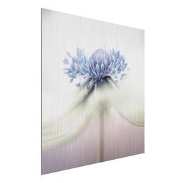 Bilderwelten Alu Dibond Outdoor Bild Blumen weiss Motiv wetterfest - Anemone in Violett - Deko Wohnzimmer Schlafzimmer