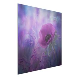 Alu-Dibond Blumen Anemonenbl&uuml;te in Violett