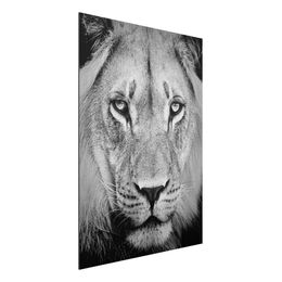 Bilderwelten Alu Dibond Outdoor Bild Tiere schwarz weiss Motiv wetterfest - Alter L&ouml;we - L&ouml;we Wohnzimmer Schlafzimmer