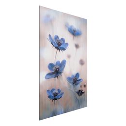 Alu-Dibond Blumen Blaue Kosmeen