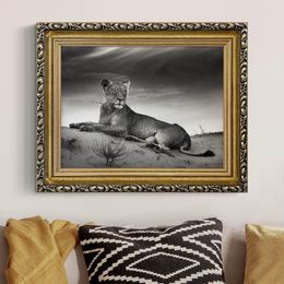 Bilderwelten Bild mit Barockrahmen Antik Tiere Motiv Barock schwarz weiss - Resting Lion - L&ouml;we Wohnzimmer Schlafzimmer
