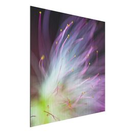 Bilderwelten Alu-Dibond Outdoor Bild Bl&uuml;tenstaub