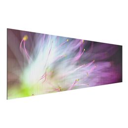 Bilderwelten Alu Dibond Outdoor Bild Blumen violett Motiv wetterfest - Bl&uuml;tenstaub - Deko Wohnzimmer Schlafzimmer