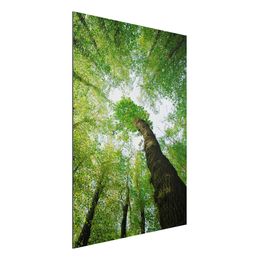 Bilderwelten Alu-Dibond Outdoor Bild B&auml;ume des Lebens