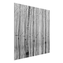 Bilderwelten Alu-Dibond Outdoor Bild Birken im November