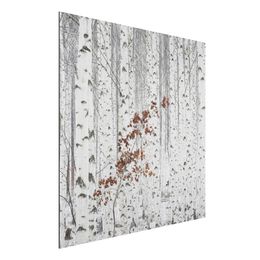 Bilderwelten Alu-Dibond Outdoor Bild Birken im Herbst