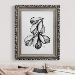 Bilderwelten Leinwandbild mit Barockrahmen X-Ray - Feigenschalen
