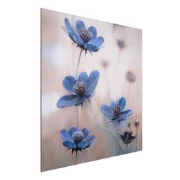 Bilderwelten Alu-Dibond Outdoor Bild Blaue Kosmeen