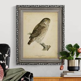 Bilderwelten Bild mit Barockrahmen Antik Tiere Vintage Barock braun - Vintage Zeichnung Sperlingskauz - Retro Wohnzimmer Schlafzimmer
