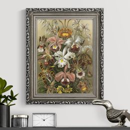 Bilderwelten Leinwandbild mit Barockrahmen Vintage Lehrtafel Orchidee