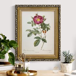 Bilderwelten Bild mit Barockrahmen Antik Blumen Landhaus Barock gr&uuml;n - Pierre Joseph Redout&eacute; - Portland-Rose - Rose Wohnzimmer Schlafzimmer