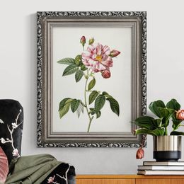 Bilderwelten Bild mit Barockrahmen Antik Blumen Landhaus Barock rosa - Pierre Joseph Redout&eacute; - Rosa Gallica-Rose - Rose Wohnzimmer Schlafzimmer
