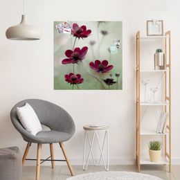 Bilderwelten Glasbild Blumen Motiv violett Glas Wandbild - Pinke Kosmeen - Deko Wohnzimmer Schlafzimmer