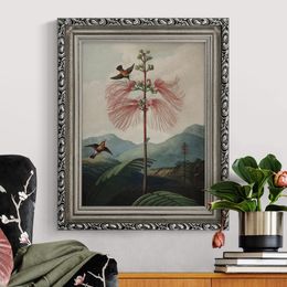 Bilderwelten Leinwandbild mit Barockrahmen Botanik Vintage Illustration Bl&uuml;te und Kolibri