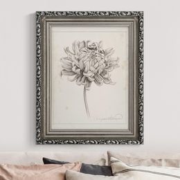 Bilderwelten Leinwandbild mit Barockrahmen Botanische Studie Chrysantheme I