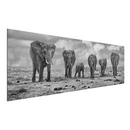 Bilderwelten Alu Dibond Outdoor Bild Tiere schwarz weiss Motiv wetterfest - Gro&szlig;familie - Elefant Wohnzimmer Schlafzimmer