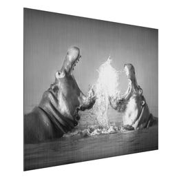 Bilderwelten Alu Dibond Outdoor Bild Tiere schwarz weiss modern wetterfest - Hippo Fight - Deko Wohnzimmer Schlafzimmer