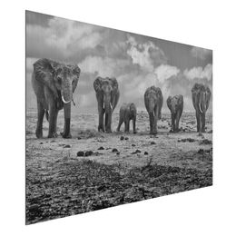 Bilderwelten Alu Dibond Outdoor Bild Tiere schwarz weiss Motiv wetterfest - Gro&szlig;familie - Elefant Wohnzimmer Schlafzimmer