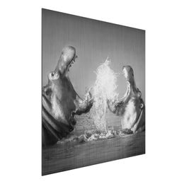 Bilderwelten Alu Dibond Outdoor Bild Tiere schwarz weiss modern wetterfest - Hippo Fight - Deko Wohnzimmer Schlafzimmer
