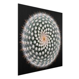 Bilderwelten Alu-Dibond Outdoor Bild Kaktusbl&uuml;te