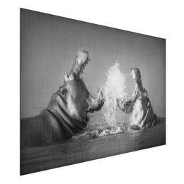 Bilderwelten Alu-Dibond Outdoor Bild Hippo Fight